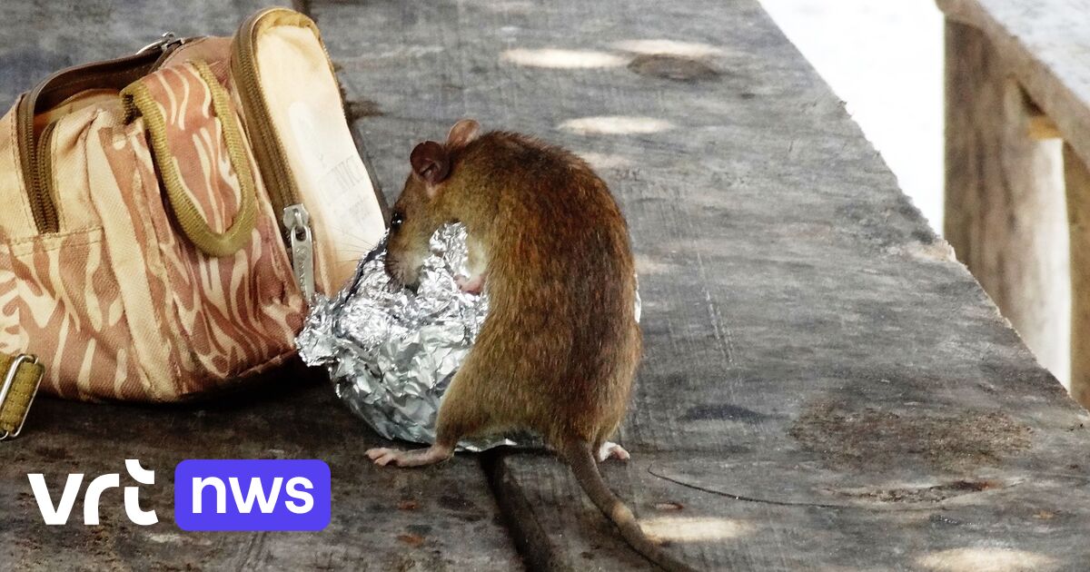 Rattenplaag op Martelaarsplein, waar Vlaamse regering zetelt, stad ...