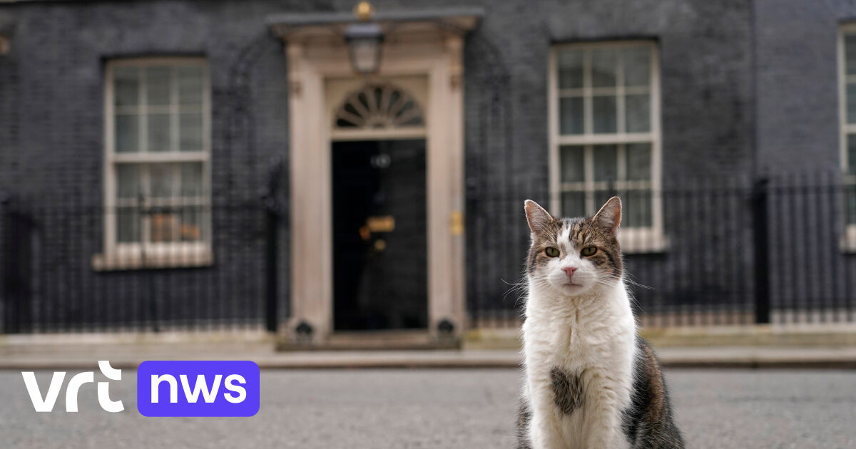Downing Street bereidt zich voor om einde van Larry The Cat aan te ...
