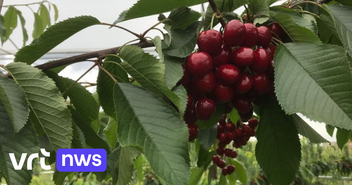 Politie betrapt dieven die 's nachts 33 kilo kersen stelen uit ...