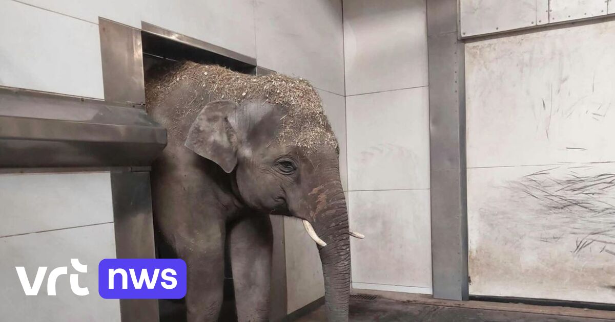 Nieuwe olifant Max aangekomen in ZOO Antwerpen: "Puber die ...