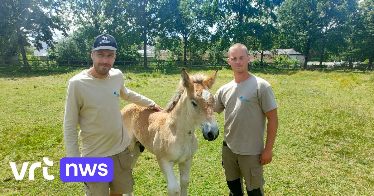 Provinciedomein van Huizingen moet jong Brabants trekpaard Remi laten ...
