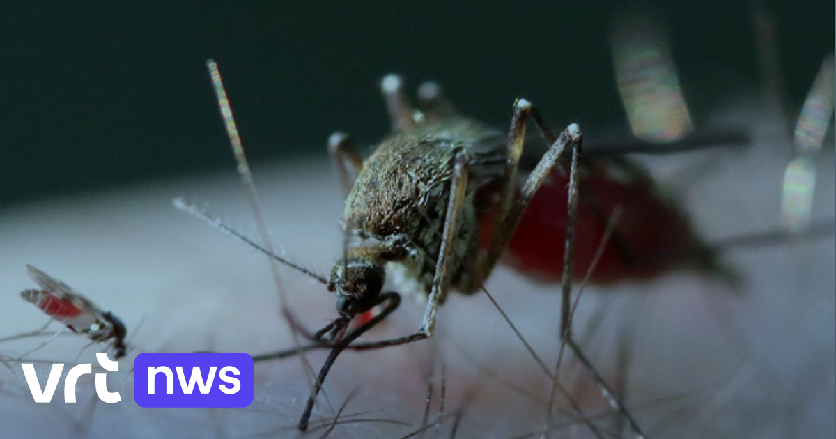 Knijten langs de Schelde zijn er om te blijven: "Gevolg van betere ...
