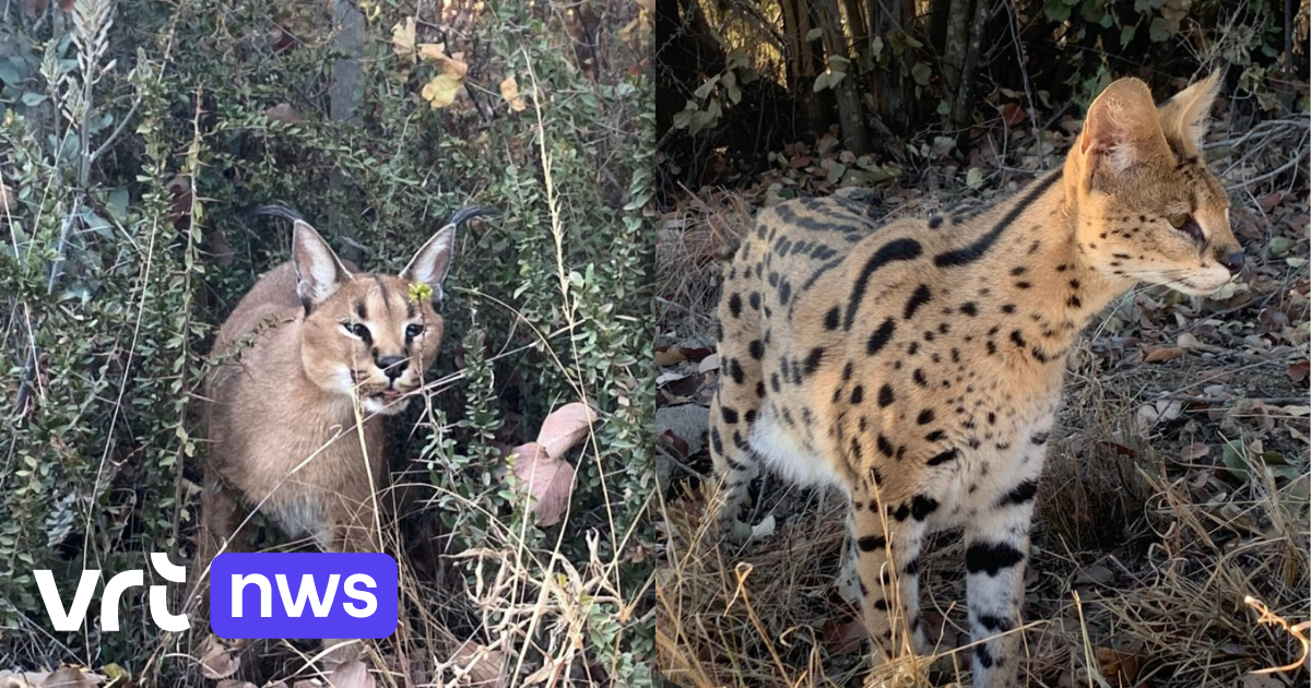Katachtigen van Natuurhulpcentrum Oudsbergen genieten van hun eerste ...