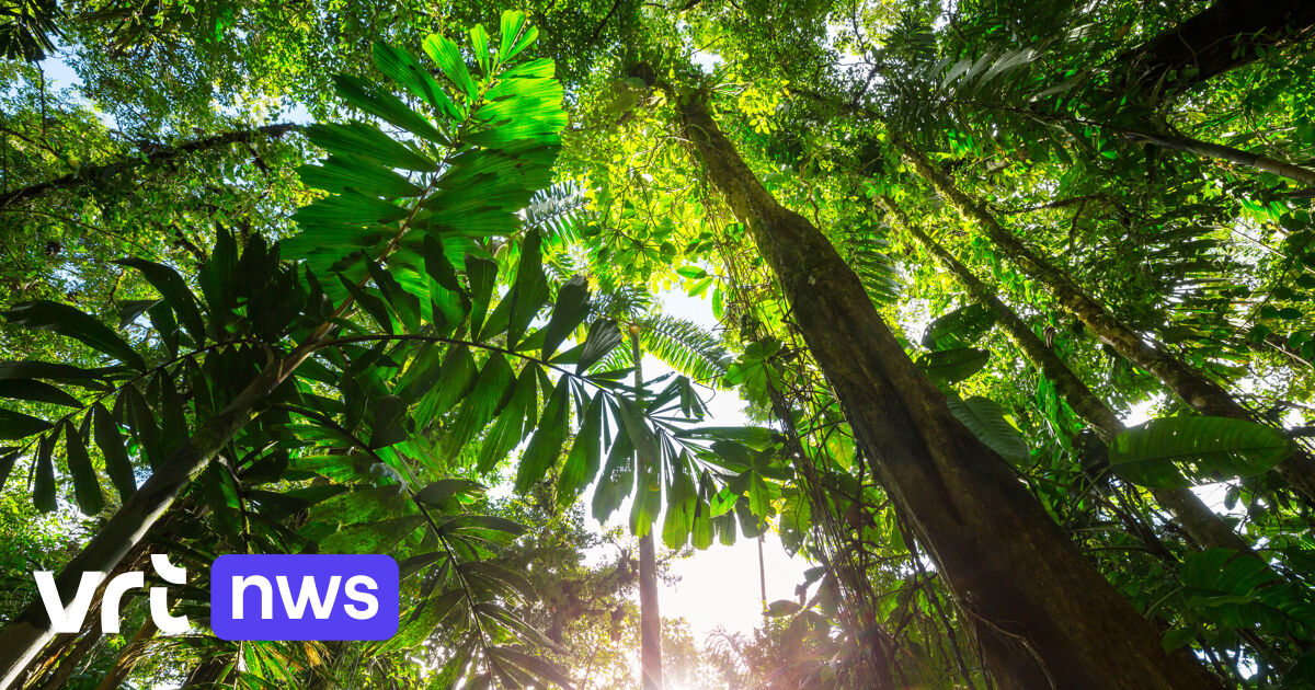 Bossen aanplanten levert nog meer klimaatwinst op dan gedacht: bomen ...