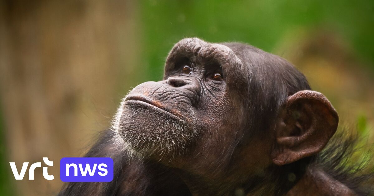 Antwerp Zoo expects first baby chimp in 32 years | VRT NWS: news