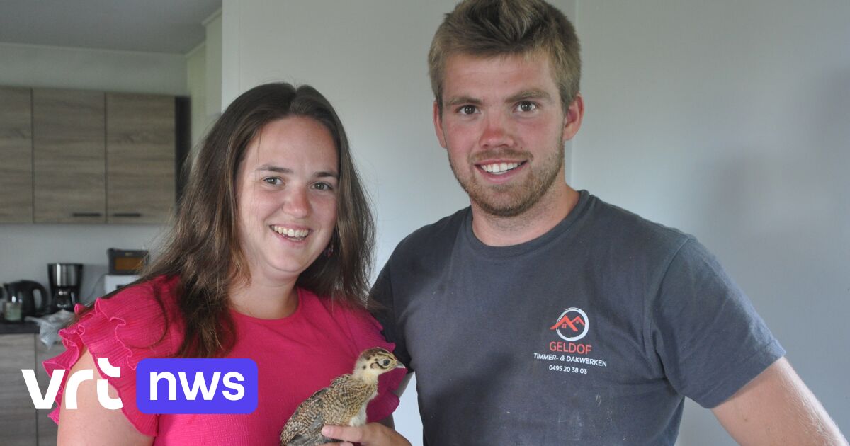 Fazant bevrucht kip van Seppe en Joyce uit Lo: maak kennis met 'kipsant ...