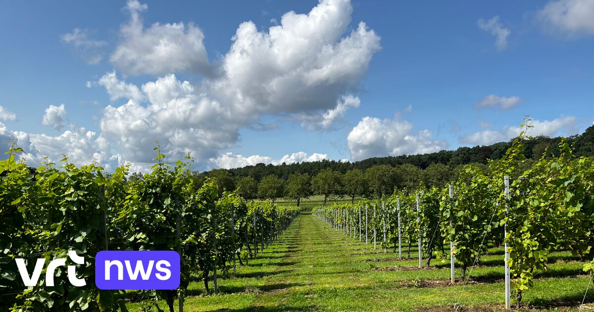 Sparkling Hageland campaign aims to put centuries-old wine tradition on ...