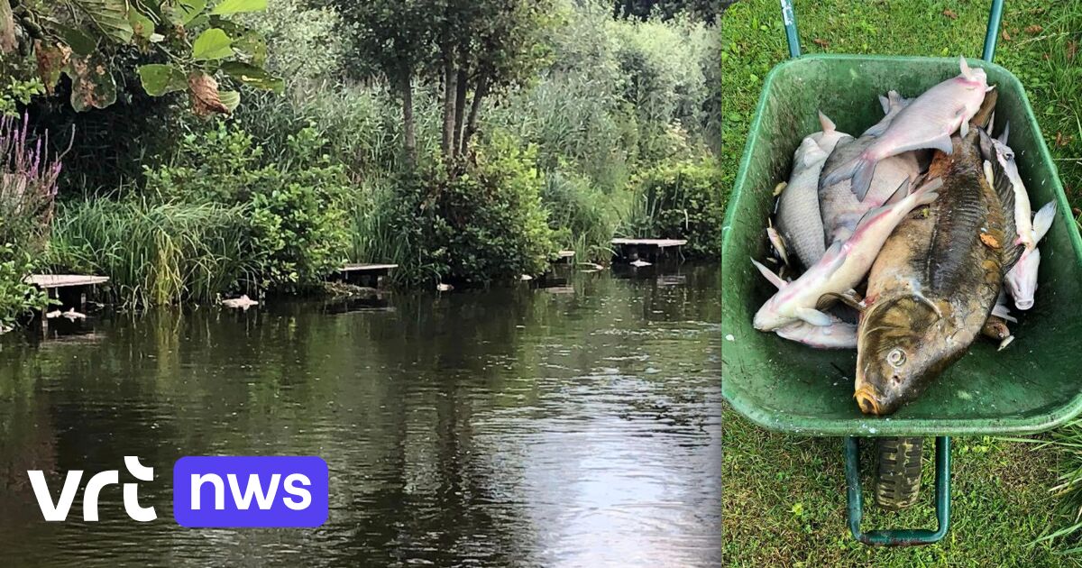 Honderden dode vissen uit visvijver in Bornem gehaald door ...