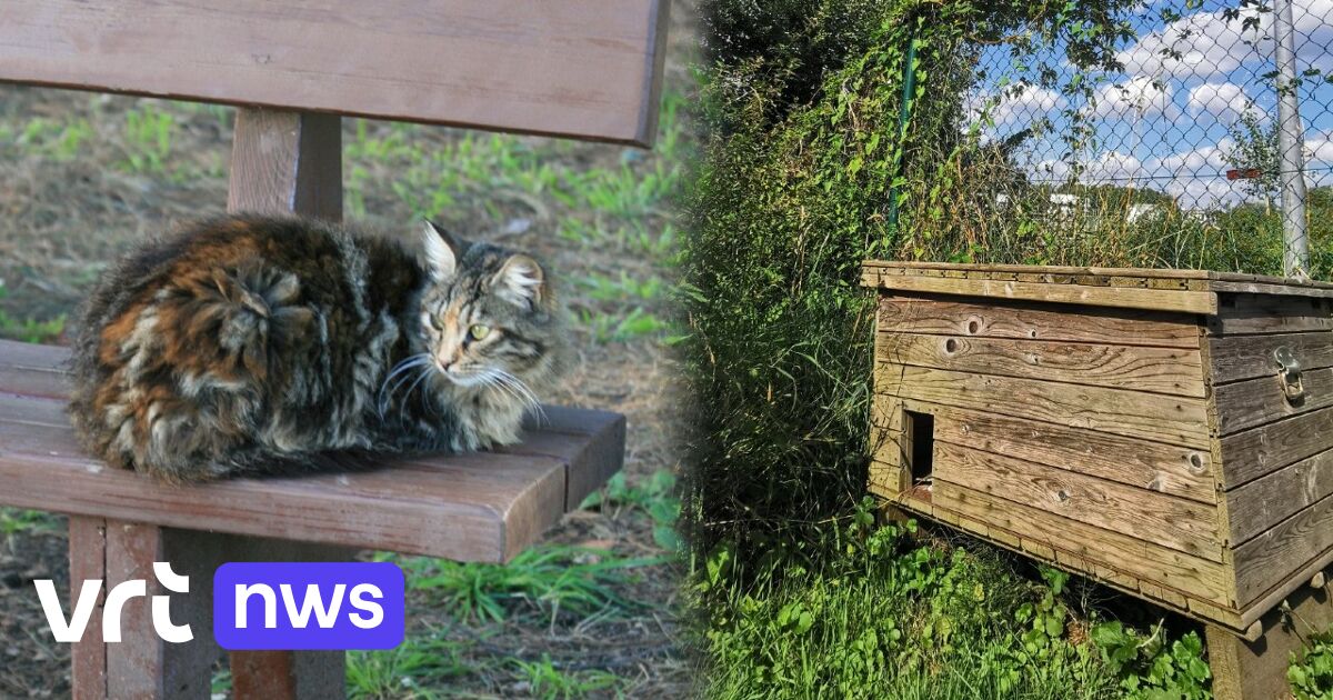 Heist-op-den-Berg zoekt vrijwilligers die schuilhokken voor zwerfkatten ...