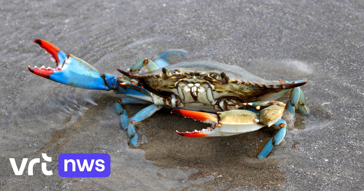 Italiaanse actie tegen invasie van blauwe krabben, die traditioneel pastagerecht 'alle vongole ...