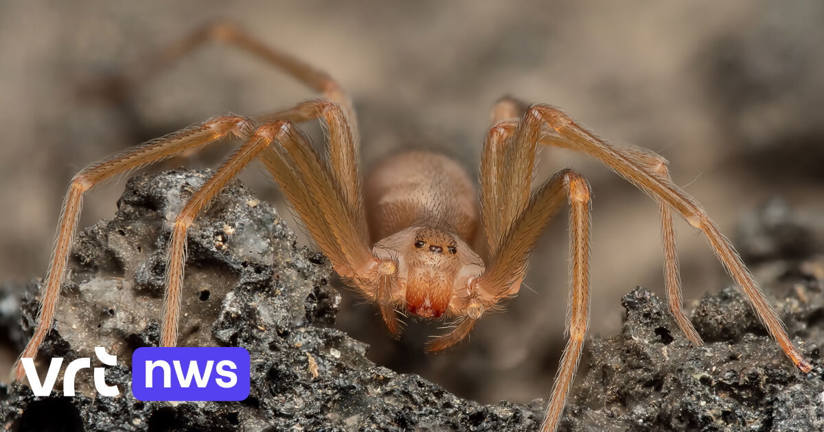 Jonge Italiaan (23) overlijdt na beet van vioolspin | VRT NWS: nieuws