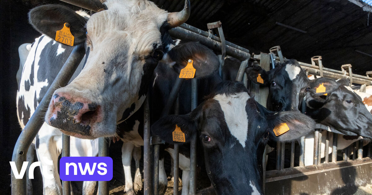 Rendac kan verwerking van dode dieren amper bolwerken door piek van ...