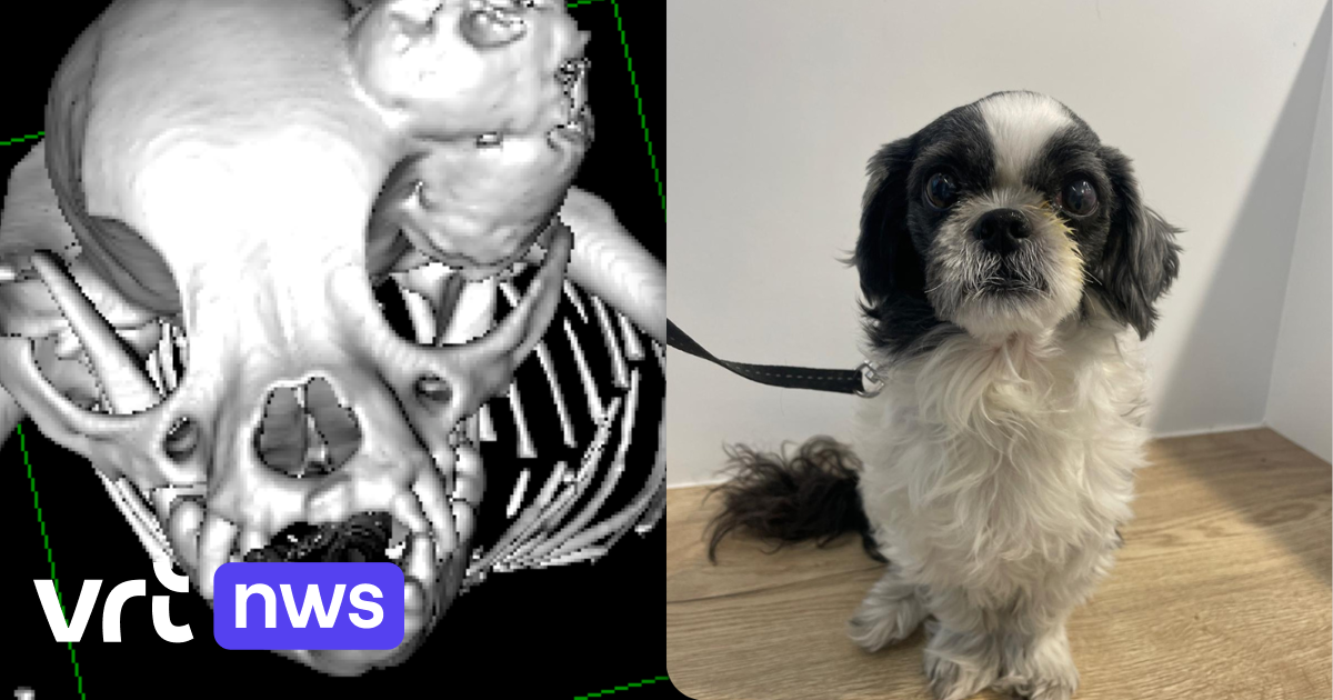 Dierenartsen in Hasselt gebruiken 3D-print van schedel om tumor bij ...