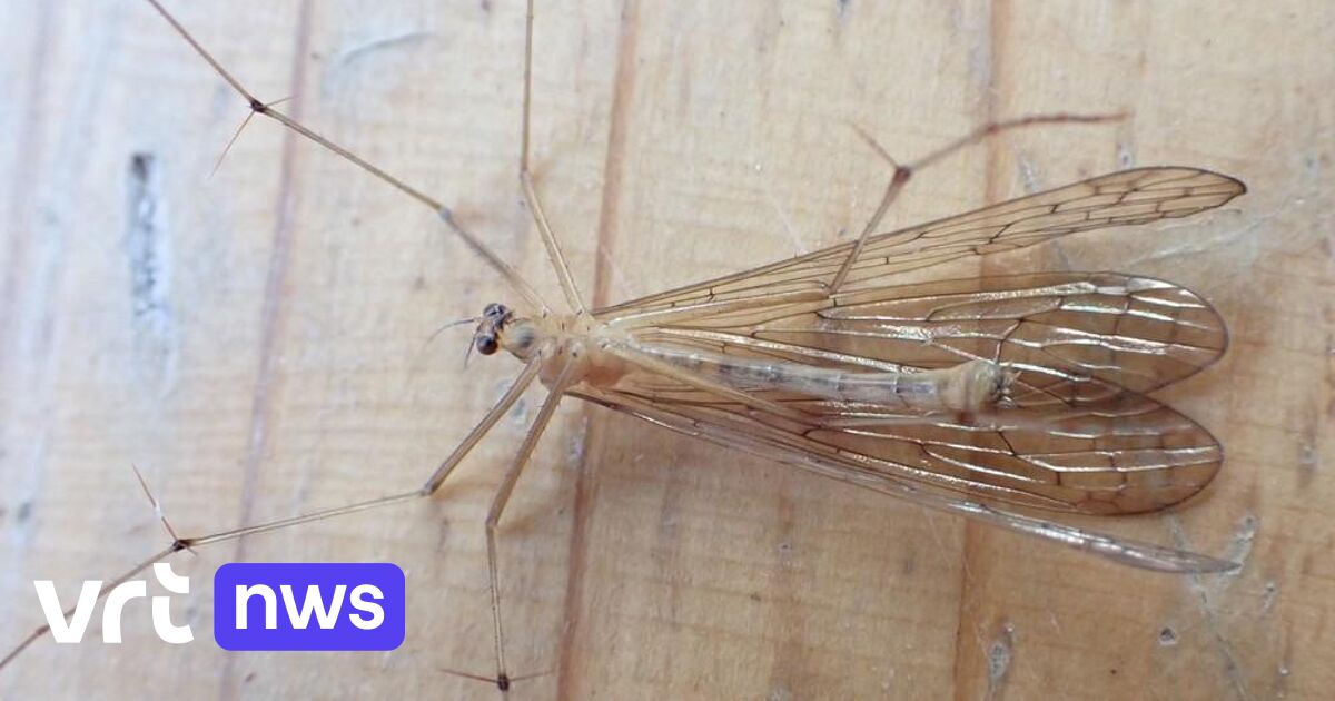 Na 100 jaar weer hangvliegen in België: opeens wordt insect driemaal ...