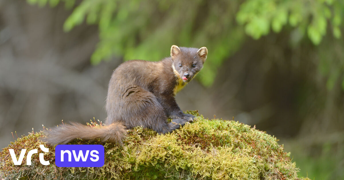 Vos eet boommarter op: wildcamera filmt uniek moment op ecoduct ...