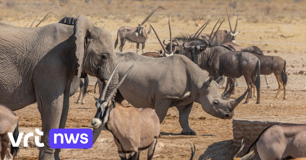 Namibië kreunt onder extreme droogte en slacht olifanten en neushoorns om inwoners te voeden ...