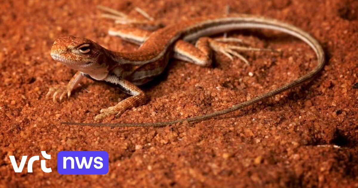 Meer dan 750 nieuwe plant- en diersoorten in Australië: David ...