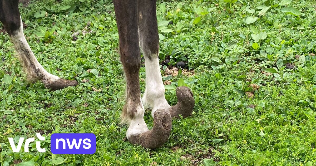 12 zwaar verwaarloosde miniatuurpaardjes in beslag genomen in Nijlen ...