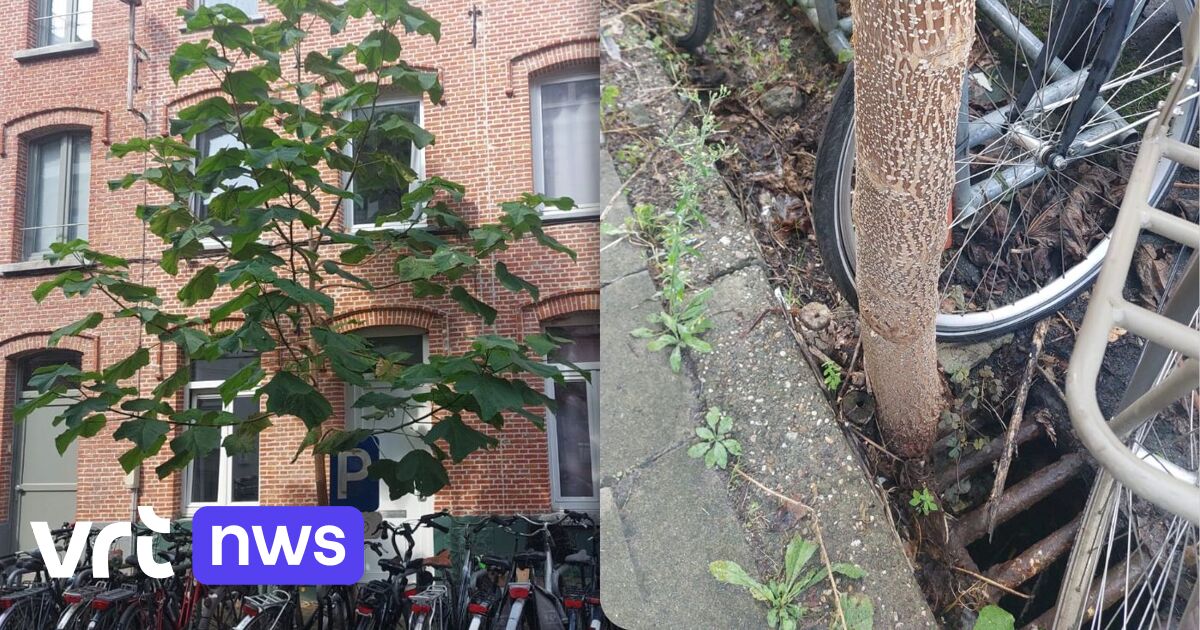 Enorme Chinese sierboom groeit uit riool in smalle straat in Gent ...