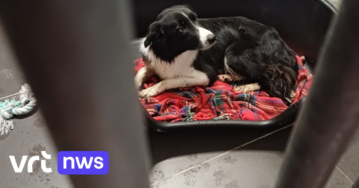 30 honden in beslag genomen in pand in Tienen: "Angstig en graatmager ...