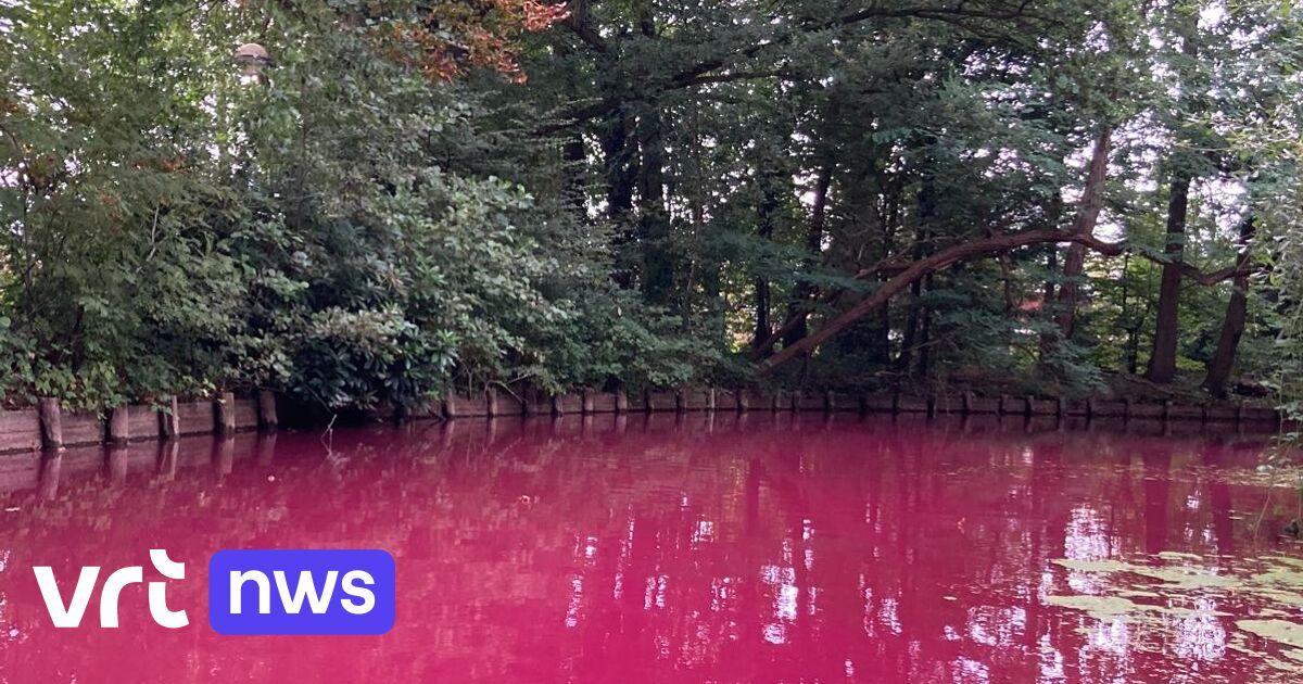 L’eau des douves du château de Reet a pris une teinte rouge sang ...