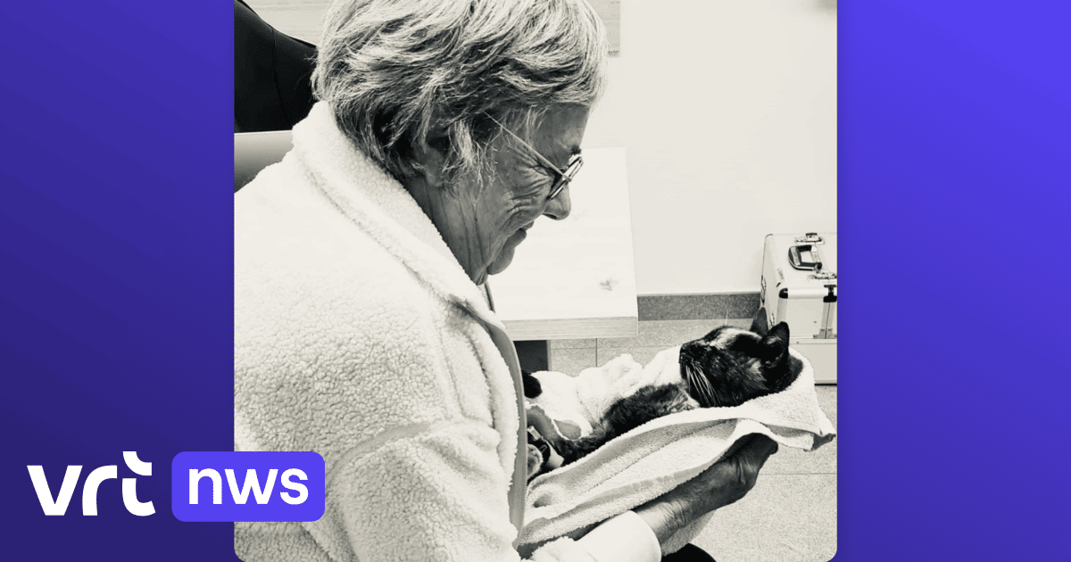 15-year search for Poekie ends in heartbreak as she dies in her owners ...