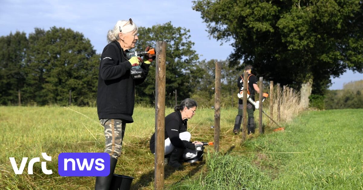 Wolf Fencing Team van Natuurpunt heeft al 150 omheiningen wolfwerend ...