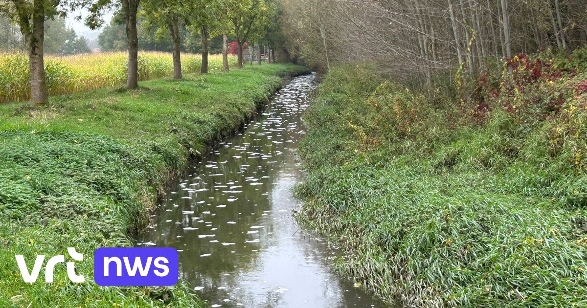 Zuurstoftekort in De Velpe in Kortenaken leidt tot vissterfte ...