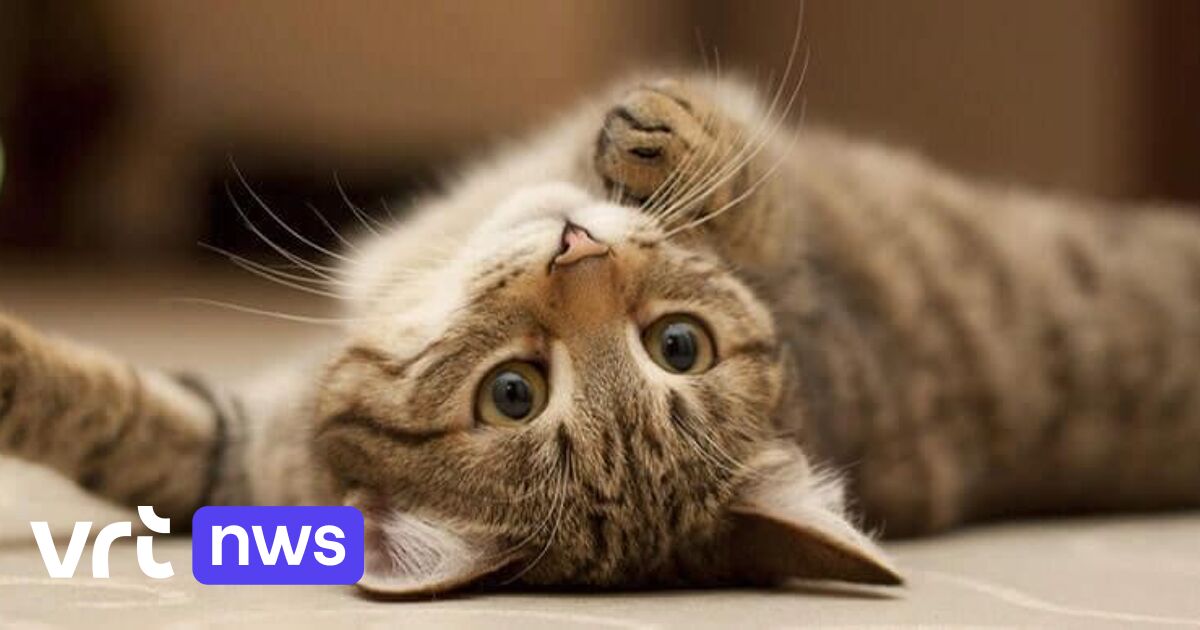 Dierenasiel Blauwe Kruis Brugge getroffen door besmettelijk virus, alle ...