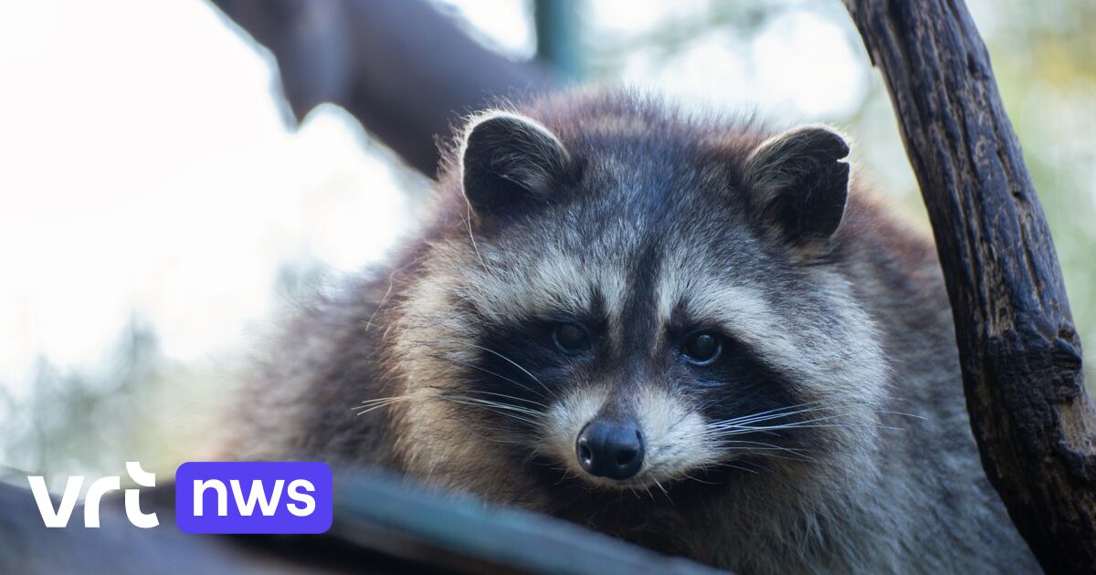 Wasbeer verschanst zich in tuin in Glabbeek na gevecht met hond ...