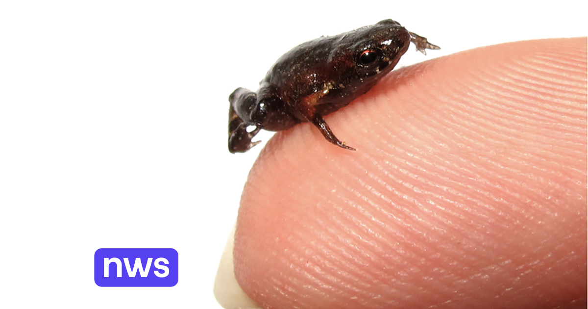 Kikker kleiner dan een vingernagel: onderzoekers ontdekken op één na ...