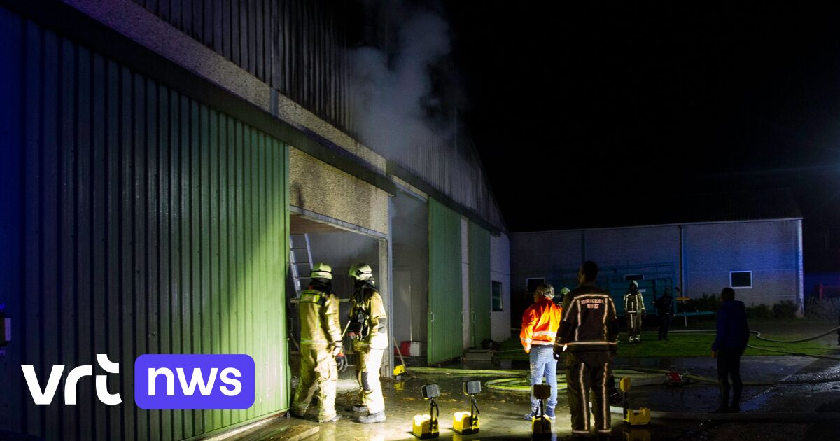 Twaalf kalfjes omgekomen bij stalbrand in Oostrozebeke | VRT NWS Nieuws