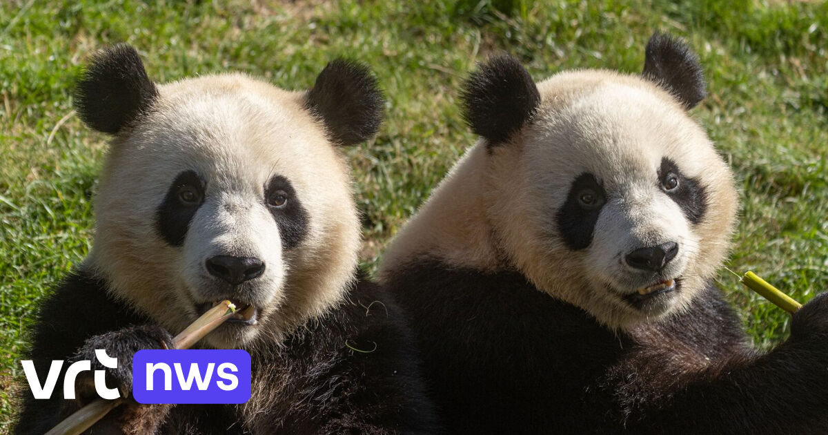 Hoe verloopt de reis van de panda's uit Pairi Daiza naar China? "Ze ...