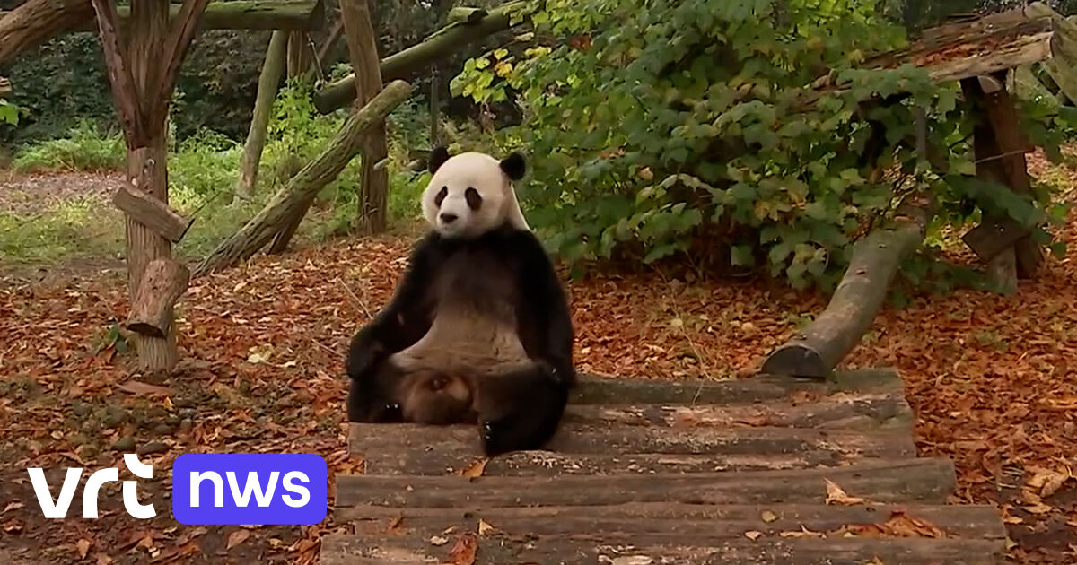 Laatste kans om jonge reuzenpanda's in Pairi Daiza te bezoeken | VRT ...