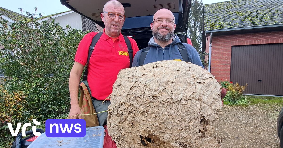 Imker uit Diest verwijdert hoornaarsnest van 1 meter lang: "Goed voor ...