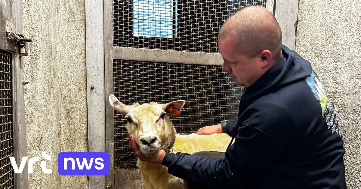 Verwaarloosd schaap uit Overijse krijgt eerste scheerbeurt in 5 jaar ...