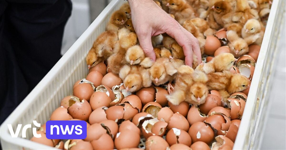 Komt er een einde aan het vergassen van eendagshaantjes? "Verbod is ...