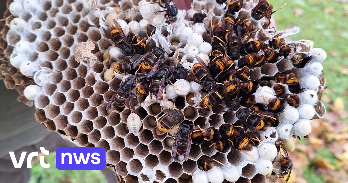 Nog nooit zo veel nesten van Aziatische hoornaars in Oost-Vlaanderen ...