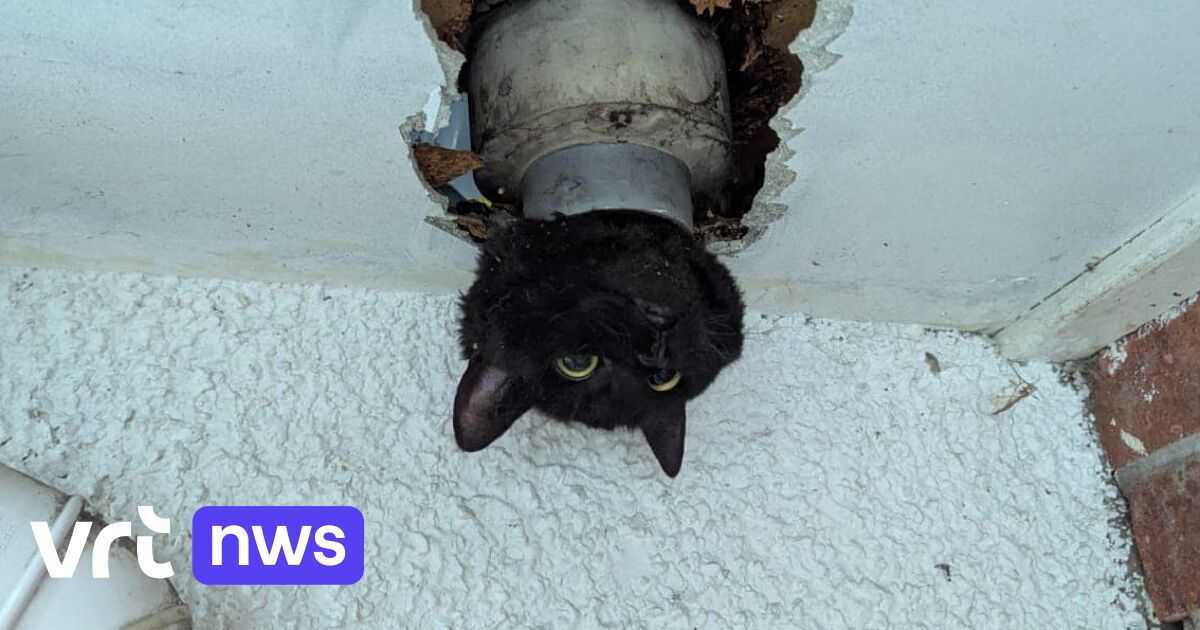 Kattin John gered uit hachelijke situatie na kronkelend avontuur in ...
