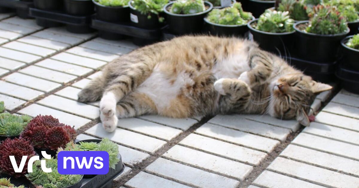 Huiskat Flor vermist in tuincentrum in Dadizele: "Medewerkers zijn er ...