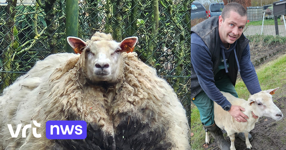 Verwaarloosd schaap dat al 5 jaar niet geschoren werd, heeft nieuwe ...