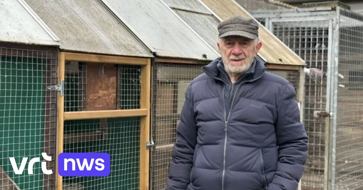 Dieven stelen opnieuw 29 prijsduiven bij Jos in Grobbendonk ...