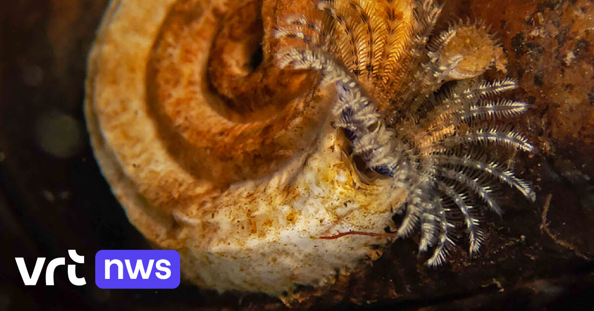 Drie keer zoveel uitheemse dier- en plantensoorten in Noordzee als 35 ...