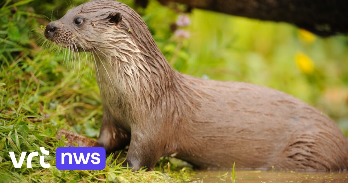 Na 50 jaar opnieuw otter in Calievallei in Kasterlee: "Schuw dier dus ...