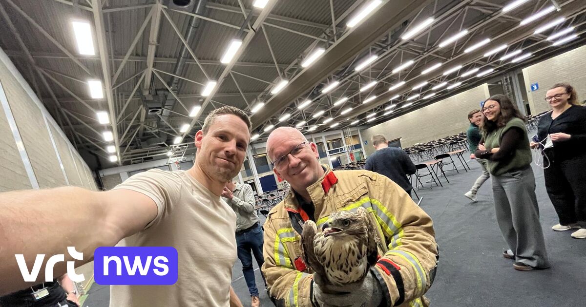 Buizerd vliegt dagenlang rond in examenzaal van VUB in sporthal Elsene ...