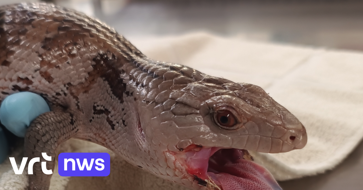 Opvangcentrum Malderen krijgt bijzondere hagedis binnen ...