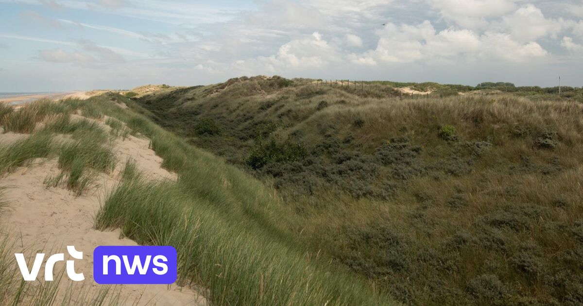 Vlaanderen koopt 34 hectare duingebied in De Haan: "Om aan optimale ...