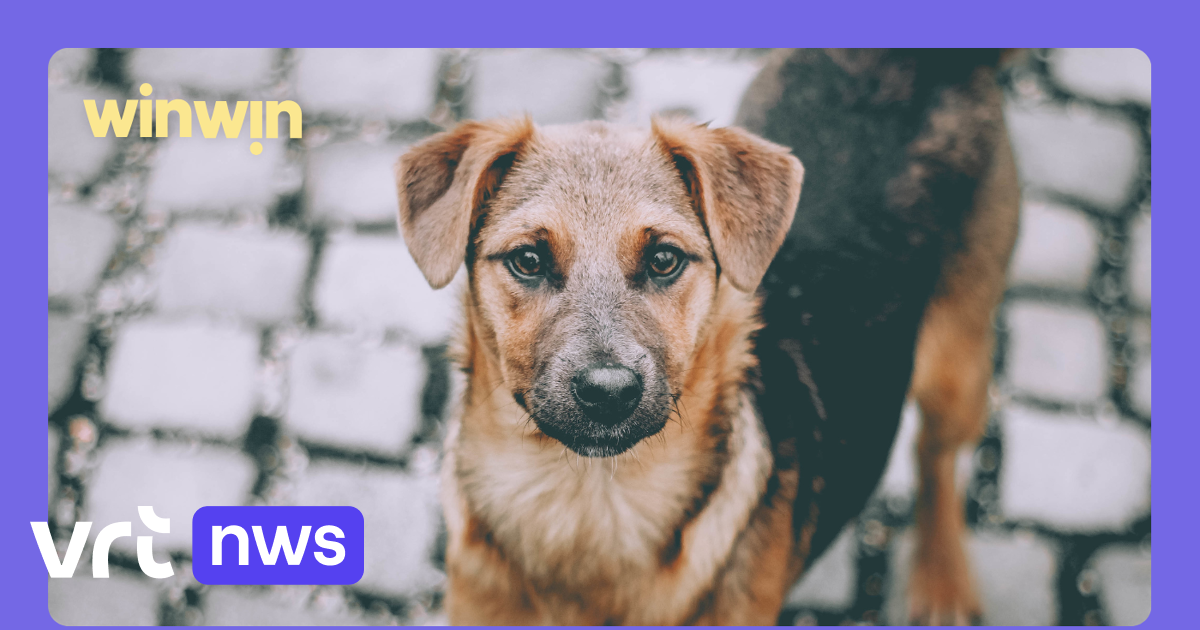 Minister van Dierenwelzijn Weyts werkt aan Vlaamse erkenning voor adoptie van dieren: "Veel ...