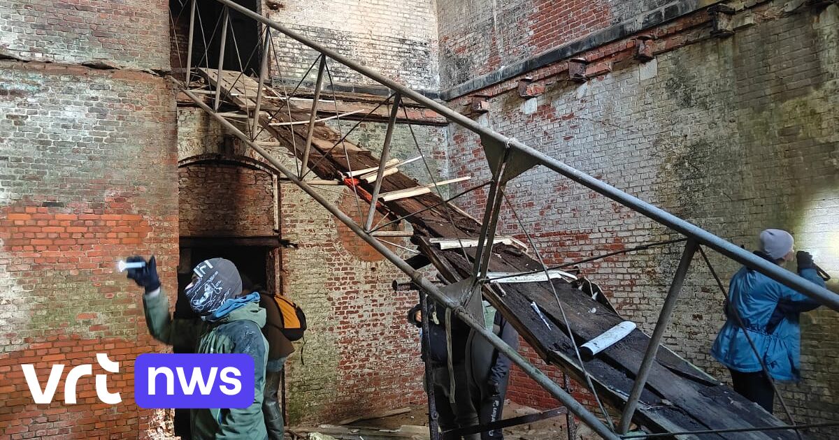 Watervleermuis, franjestaart en baardvleermuis: Natuurpunt telt 3.500 ...