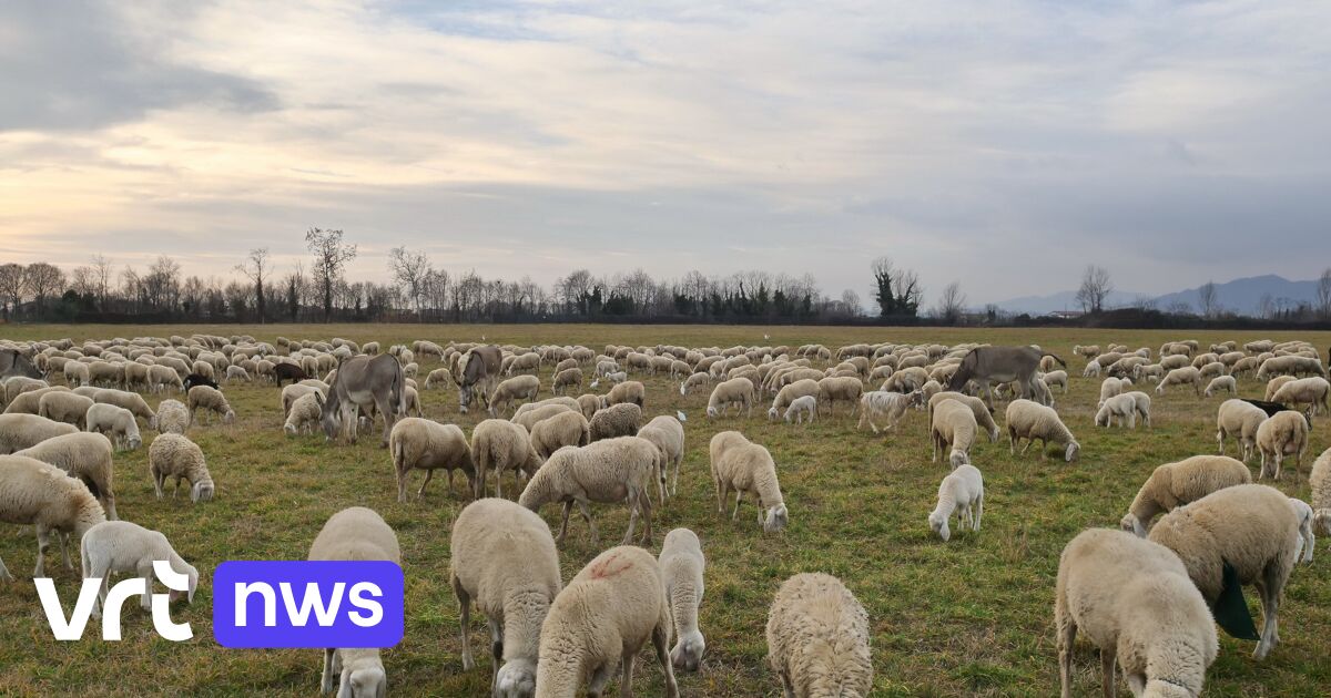 Dood schaap met bijtwonden aangetroffen aan Nederlandse grens in ...